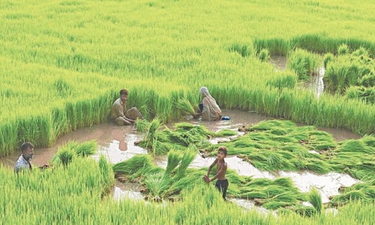 Rice production faces sustainability challenges