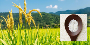 IRRI: The miracle rice combating malnutrition.