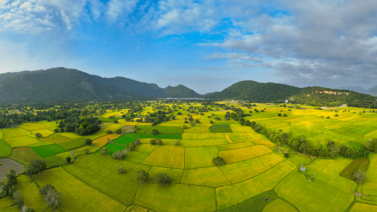 Mekong Delta rice fields glow in harvest season