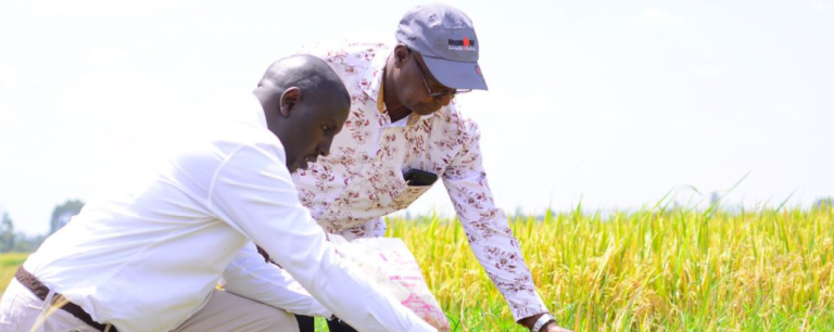 How Sustainable Farming Can Enhance Rice Production in Kenya