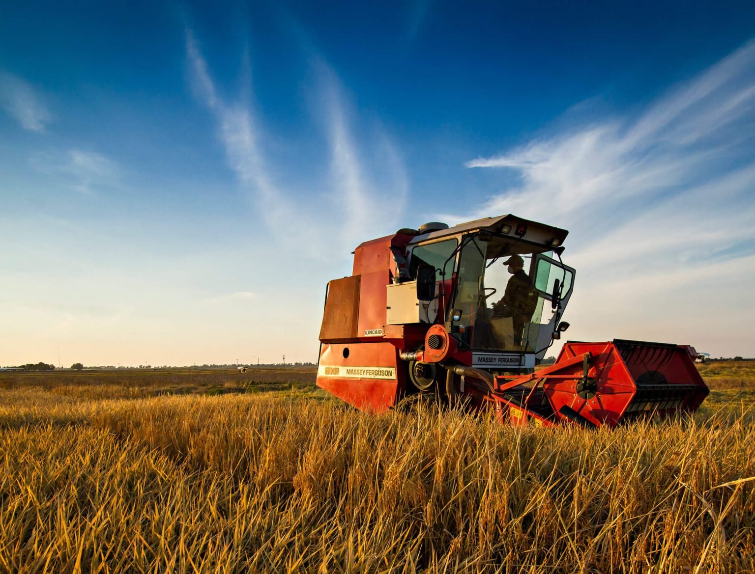 10 Largest Rice-Producing Countries in the World (2024)