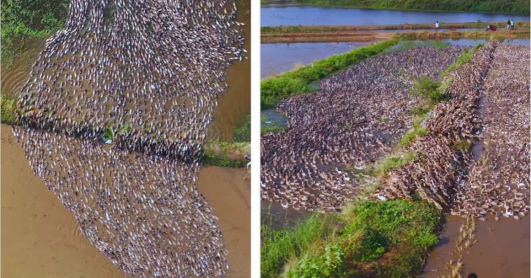 Behind the Viral Video: How Ducks Power Sustainable Rice Farming in Kerala.