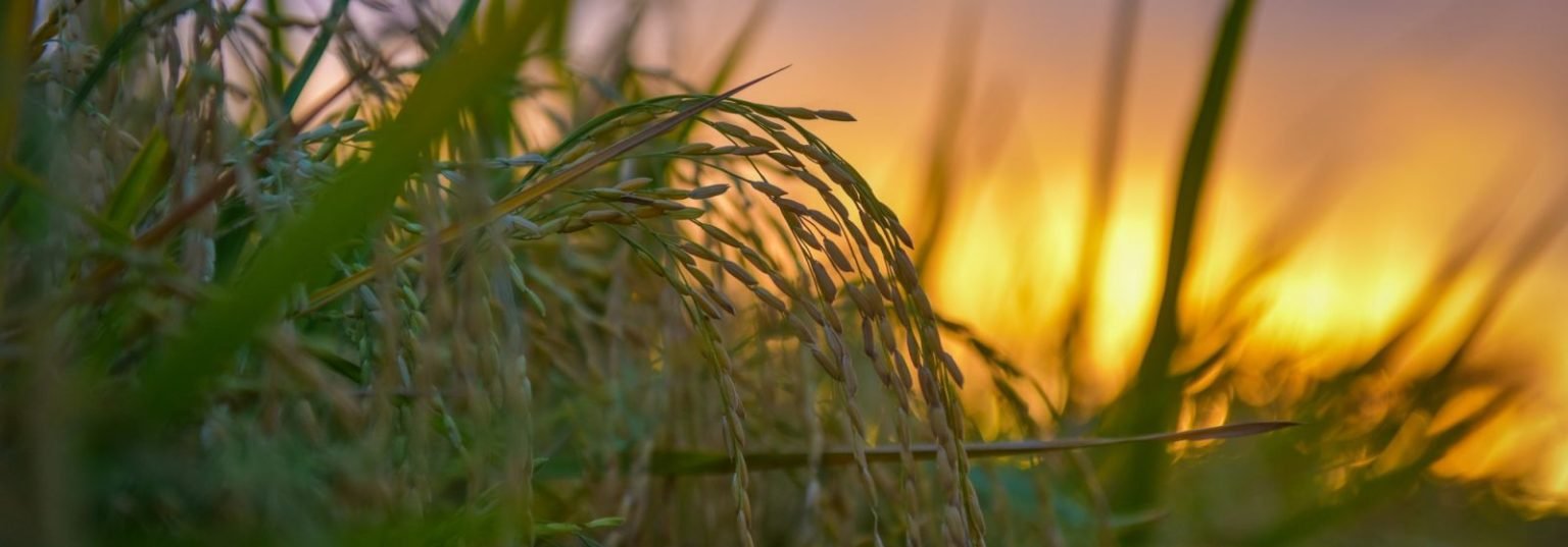 IRRI launches new 5-Year Strategy to drive sustainability in rice-based ...