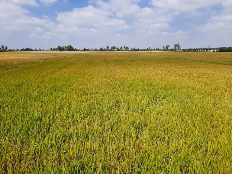 Beneo joins forces in ambitious sustainable rice farming project in Vietnam