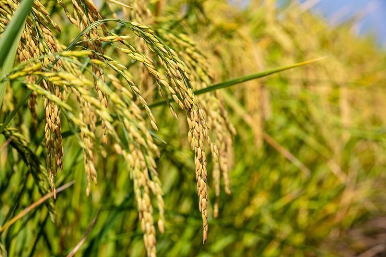 India gets two genome-edited rice varieties