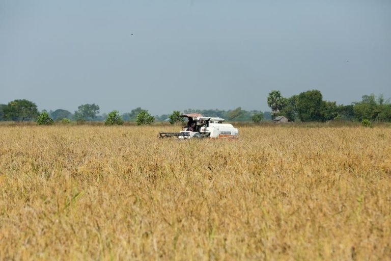 Myanmar rice export exceeds 1 mln tons in 5 months