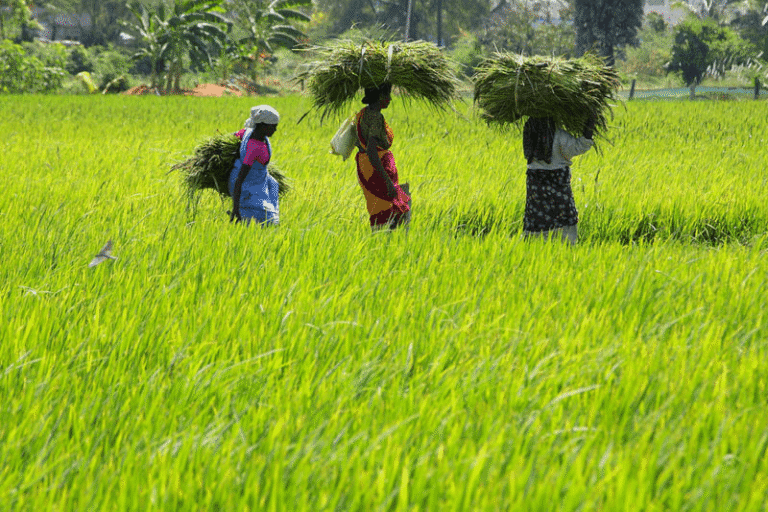 U.S. Rice Outlook 2025/26: Higher Stocks, Lower Prices