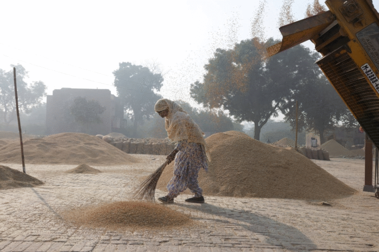 India’s rice exports face price pressures as Trump threatens more tariffs