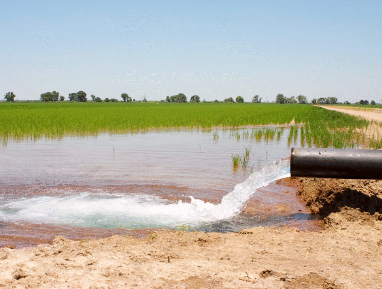 Why Mars is Investing US$20m in Sustainable Rice Farming