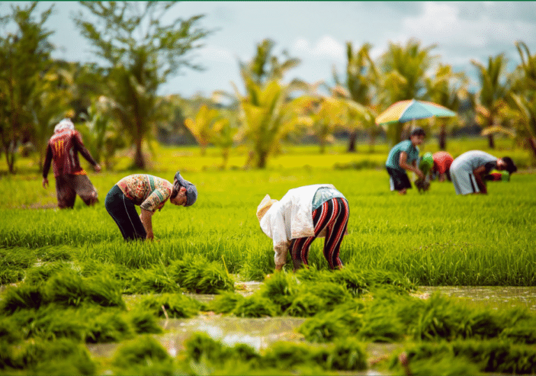 DA urges farmers to plant 1–2 rice varieties in areas within RPS scope
