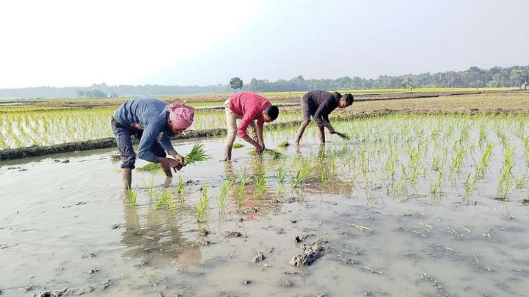 DAE sets Boro rice cultivation target on 50,297 hectares of land in Narail