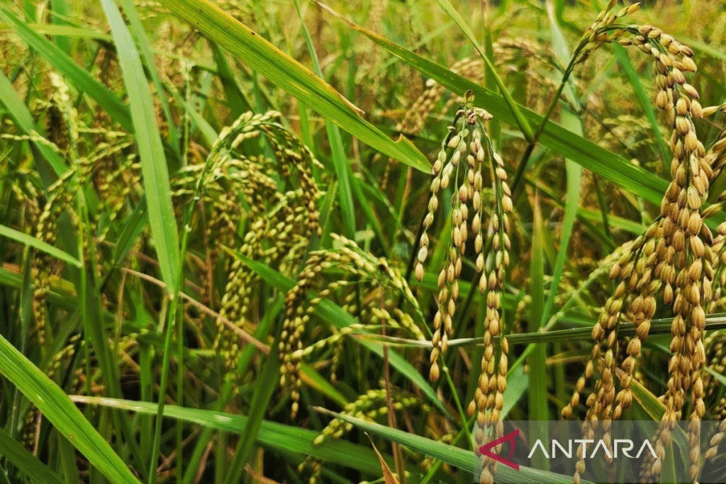 Sparking hope of rice self-sufficiency in border areas