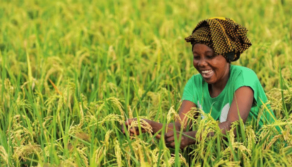 Africa set to defy global rice output decline in 2026/27, says FAO
